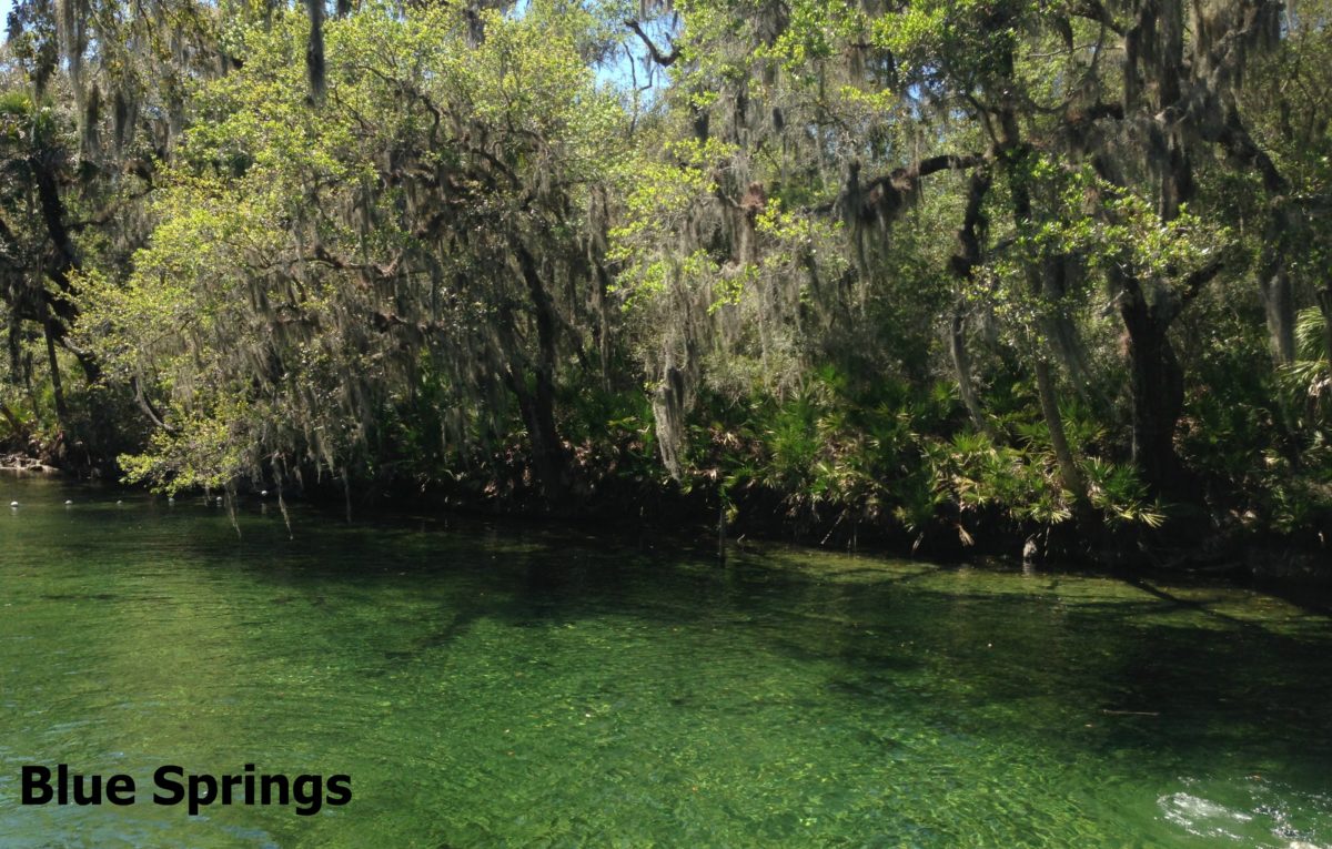 Blue Springs State Park - Travel With The Magic | Travel Agent | Disney ...