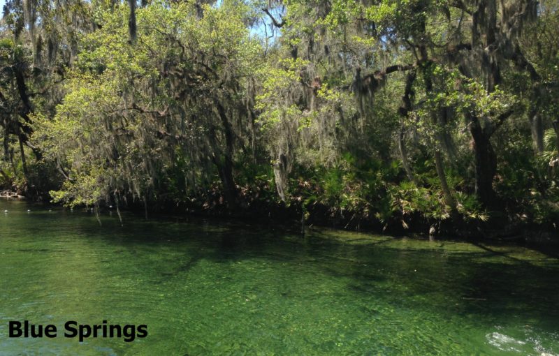 Blue Springs State Park - Travel With The Magic | Travel Agent | Disney ...