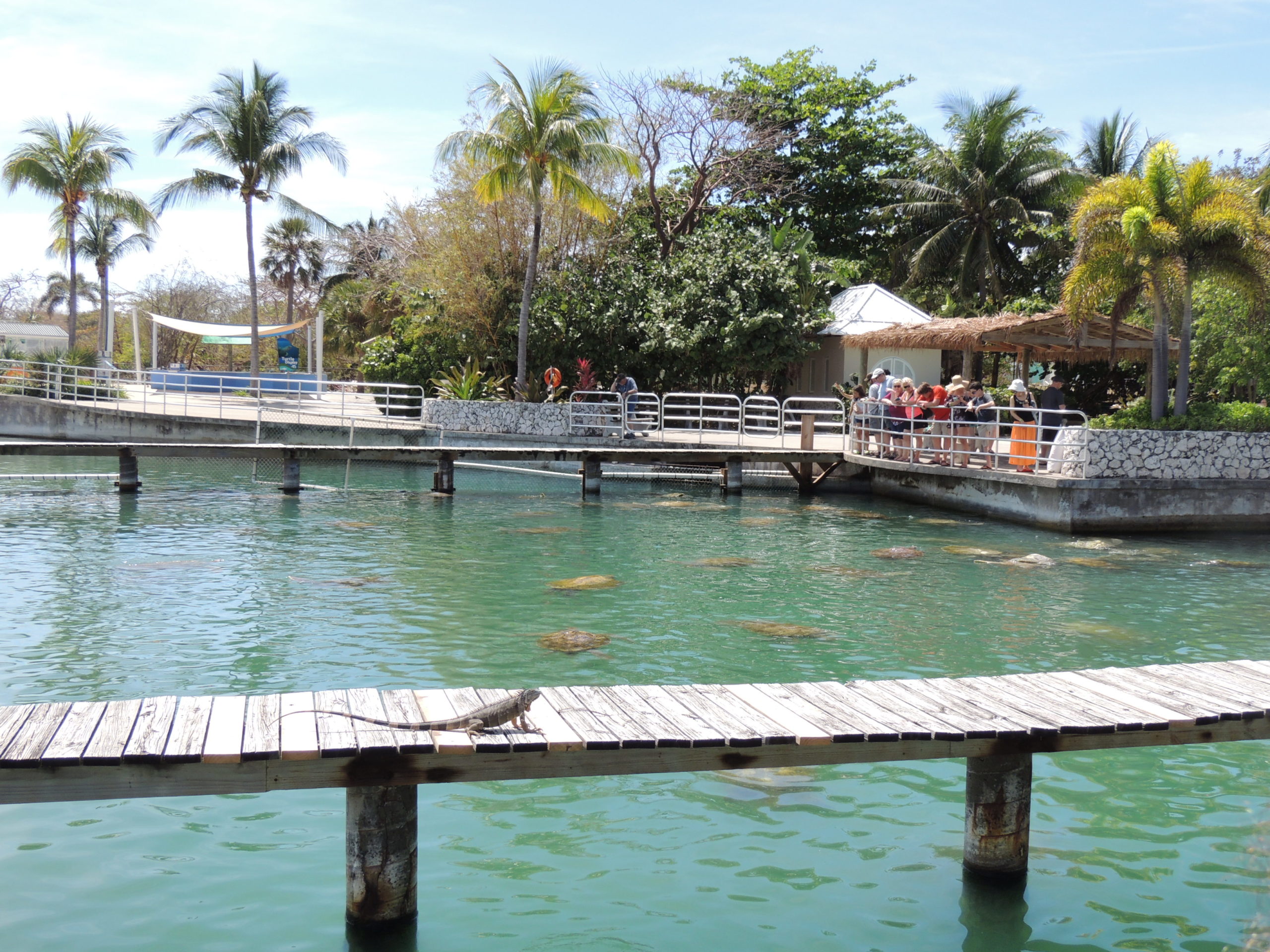 Grand Cayman Turtle Centre - Travel With The Magic | Travel Agent ...